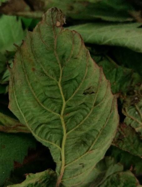 Pesticide Testing – South Dakota Agricultural Laboratories